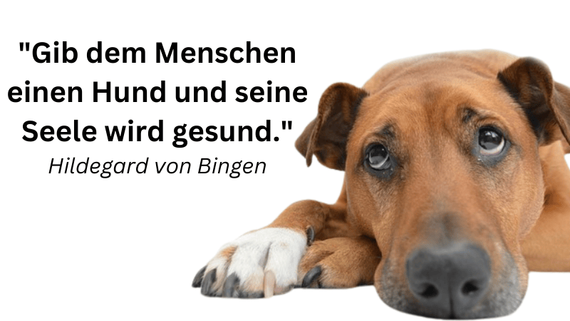 60 Hunde Zitate, Sprüche und Weisheiten - Hunde.plus